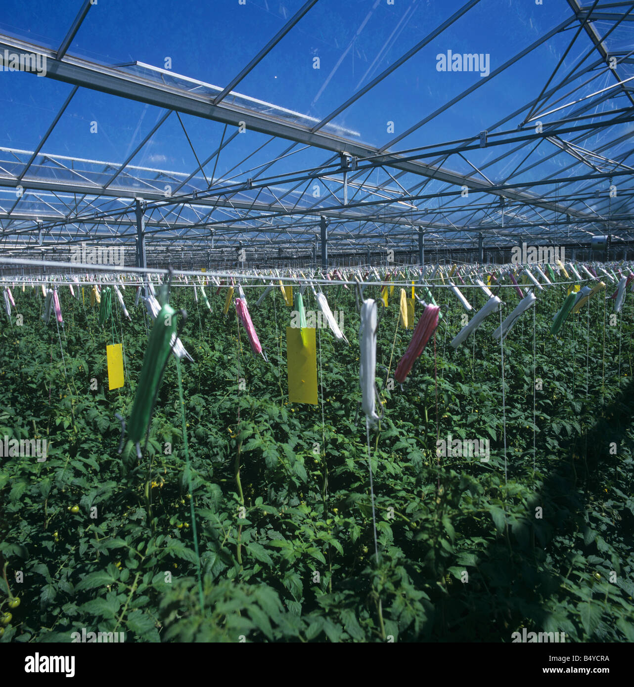 Yellow sticky traps above glasshouse tomato crop used to monitor free ...