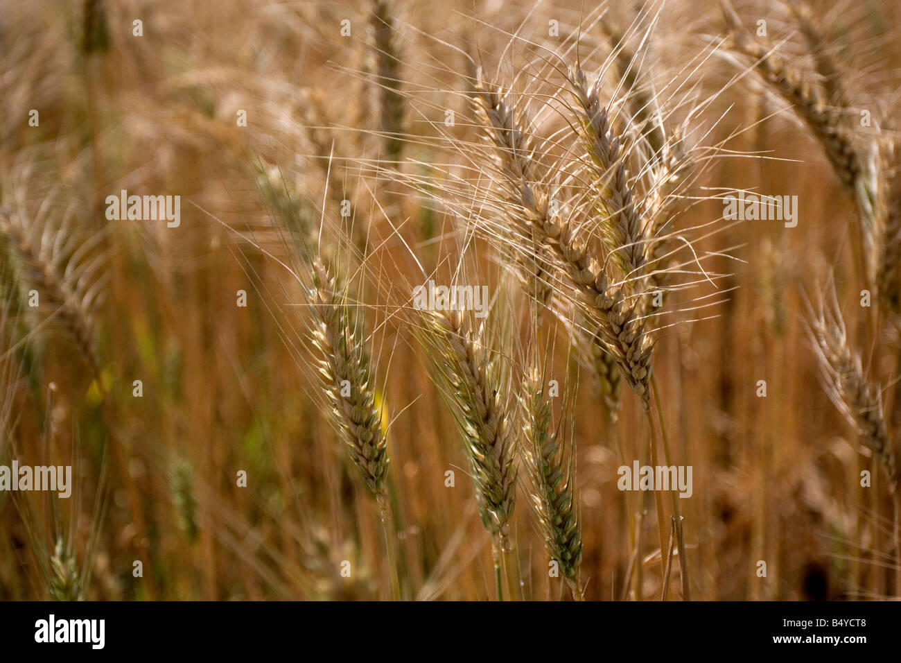 wheat plants in a growing stage Stock Photo - Alamy