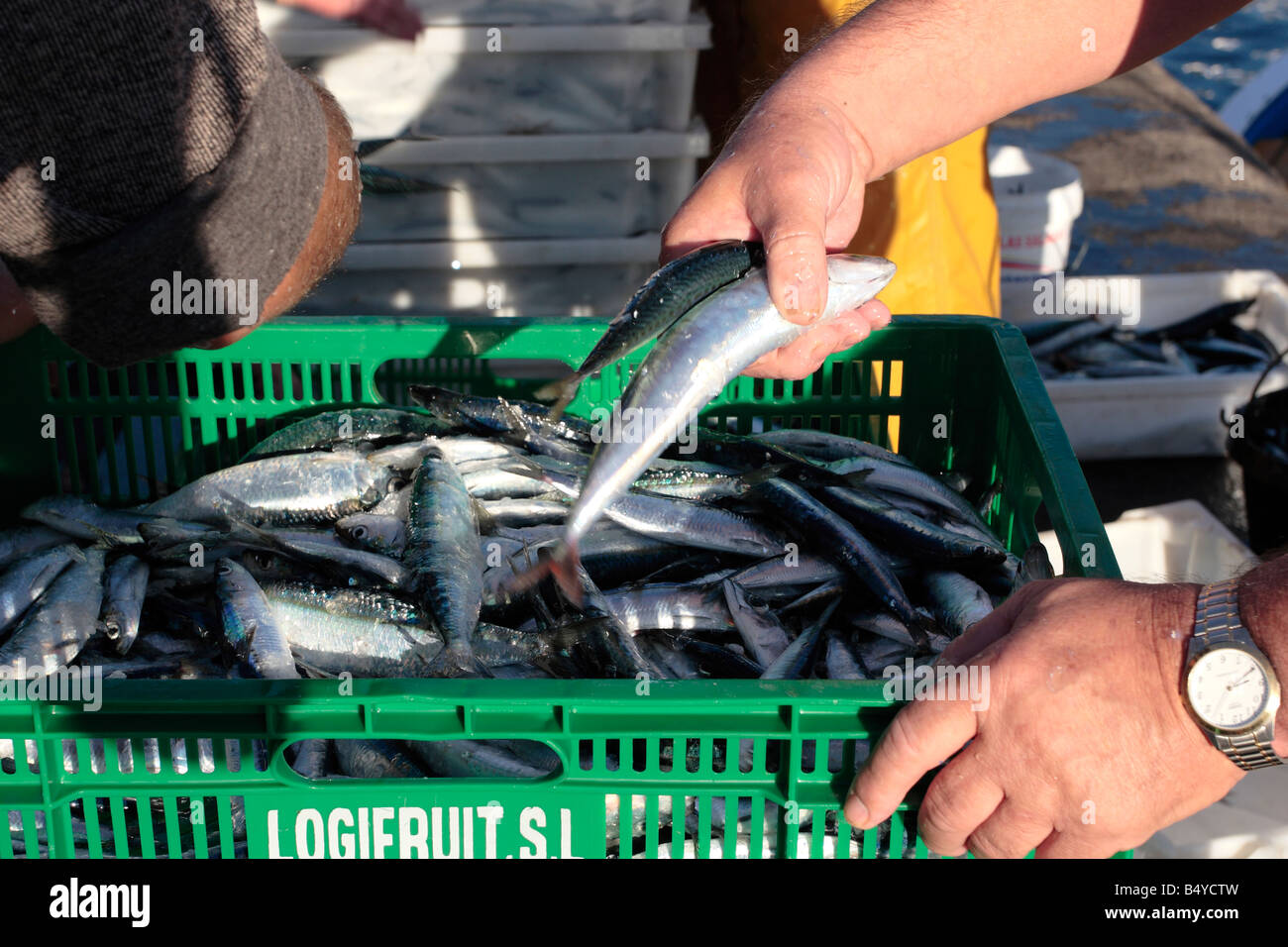 Fishermen sorting fish hi-res stock photography and images - Alamy