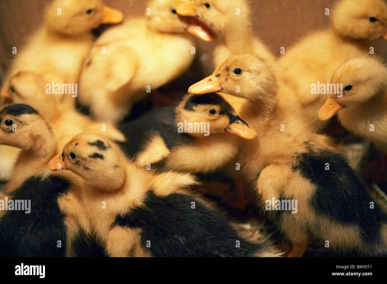 Patchy duckling hi-res stock photography and images - Alamy