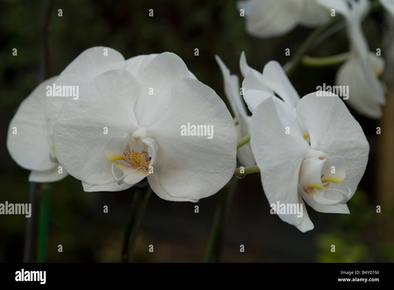 One of the popular flower at Indonesia and become one of Indonesian ...