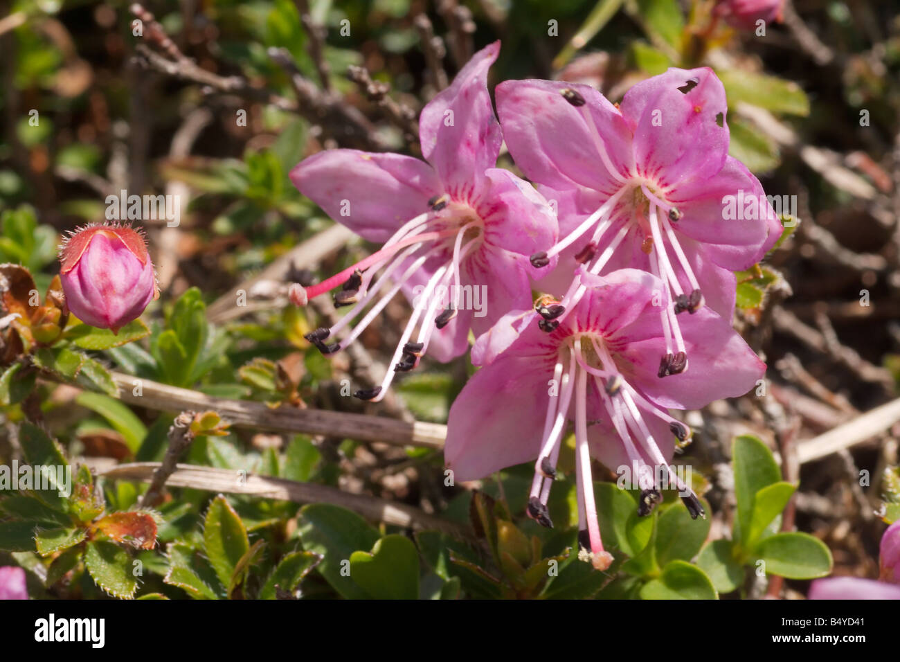 Dwarf alpenrose alpenrose hi-res stock photography and images - Alamy