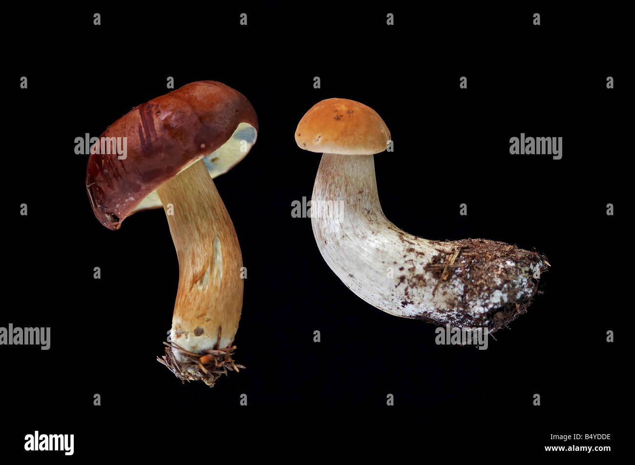 edible mushrooms - dark boletus and orange birch boletus Stock Photo ...
