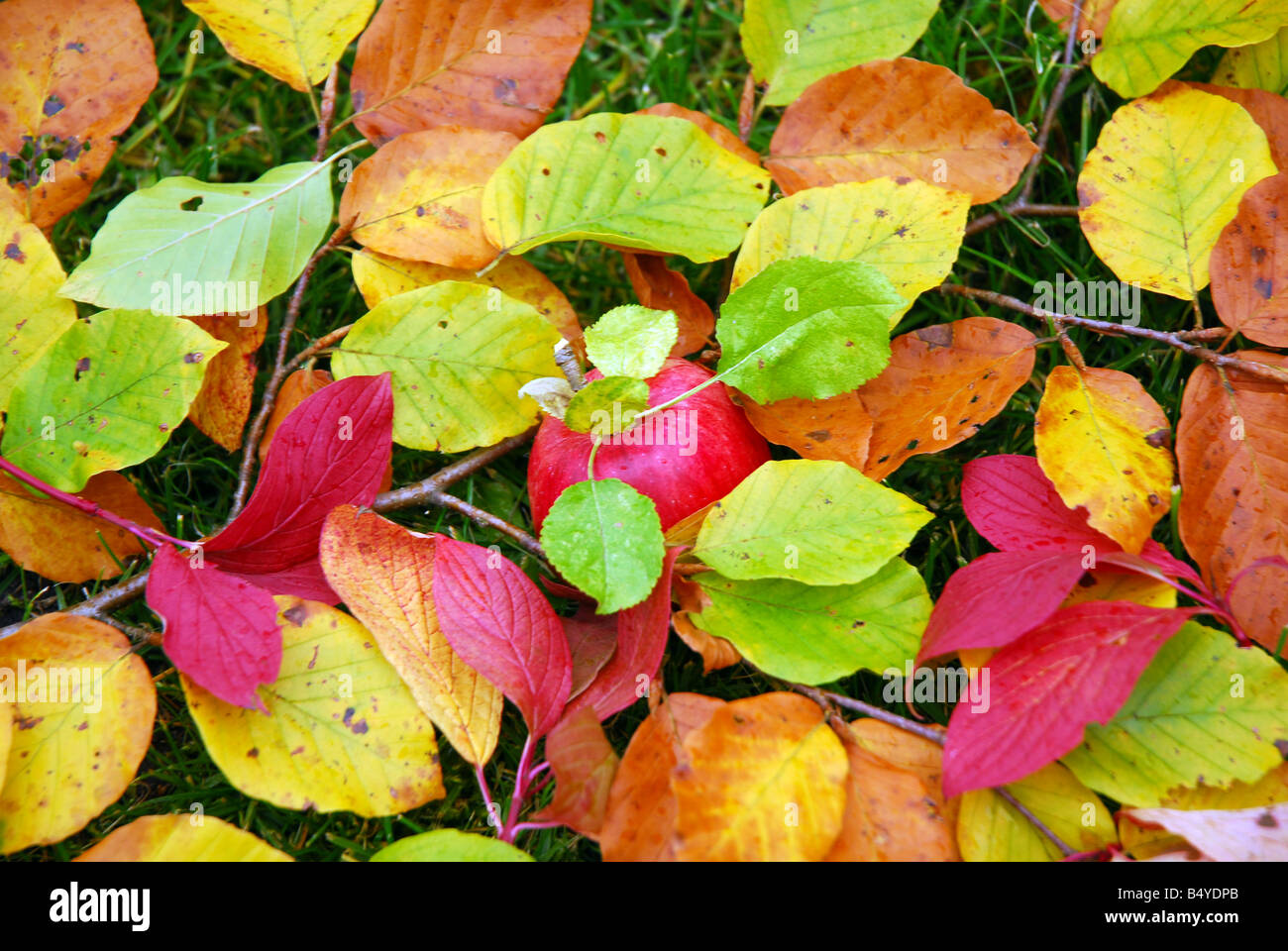 Colourful background image of fallen autumn leaves with the apple ...