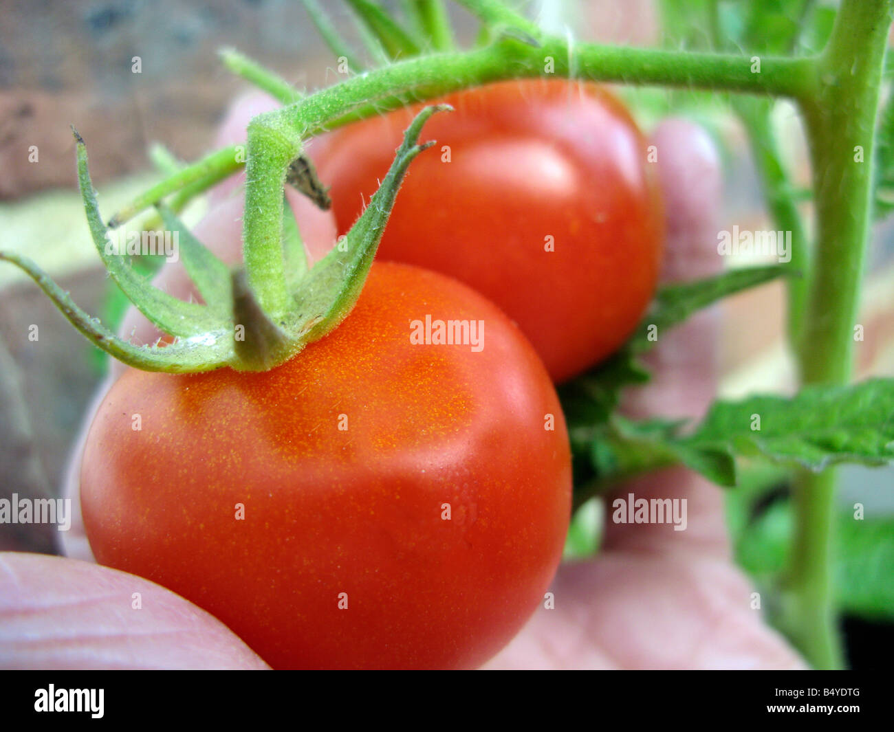 Picking tomatos hi-res stock photography and images - Alamy