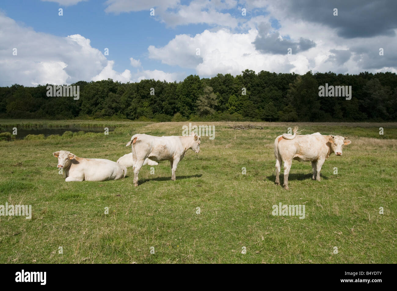 Herd of Charolais beef cattle, Indre, France Stock Photo - Alamy