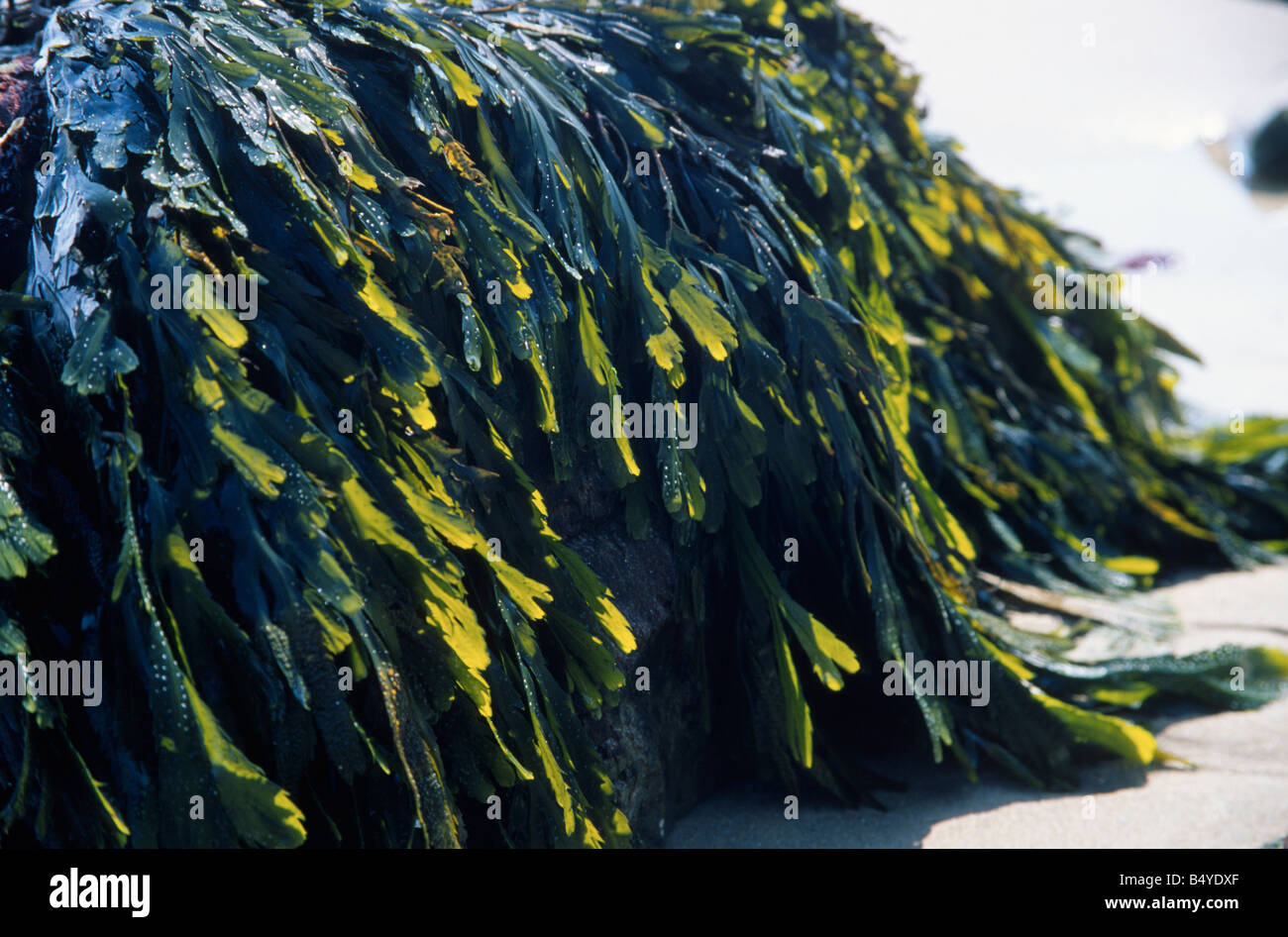 Bladderwrack seaweed Wales Stock Photo - Alamy