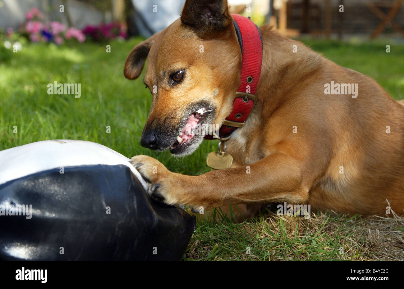Crossbreed hi-res stock photography and images - Alamy