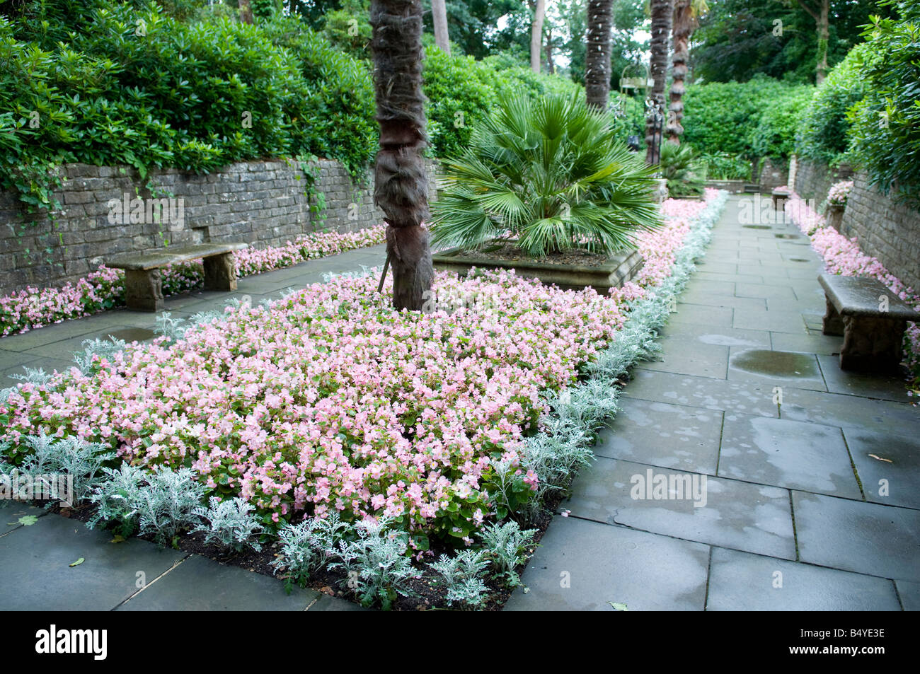 Formal Planting Cineraria Begonia Avenue Setting Stock Photo - Alamy
