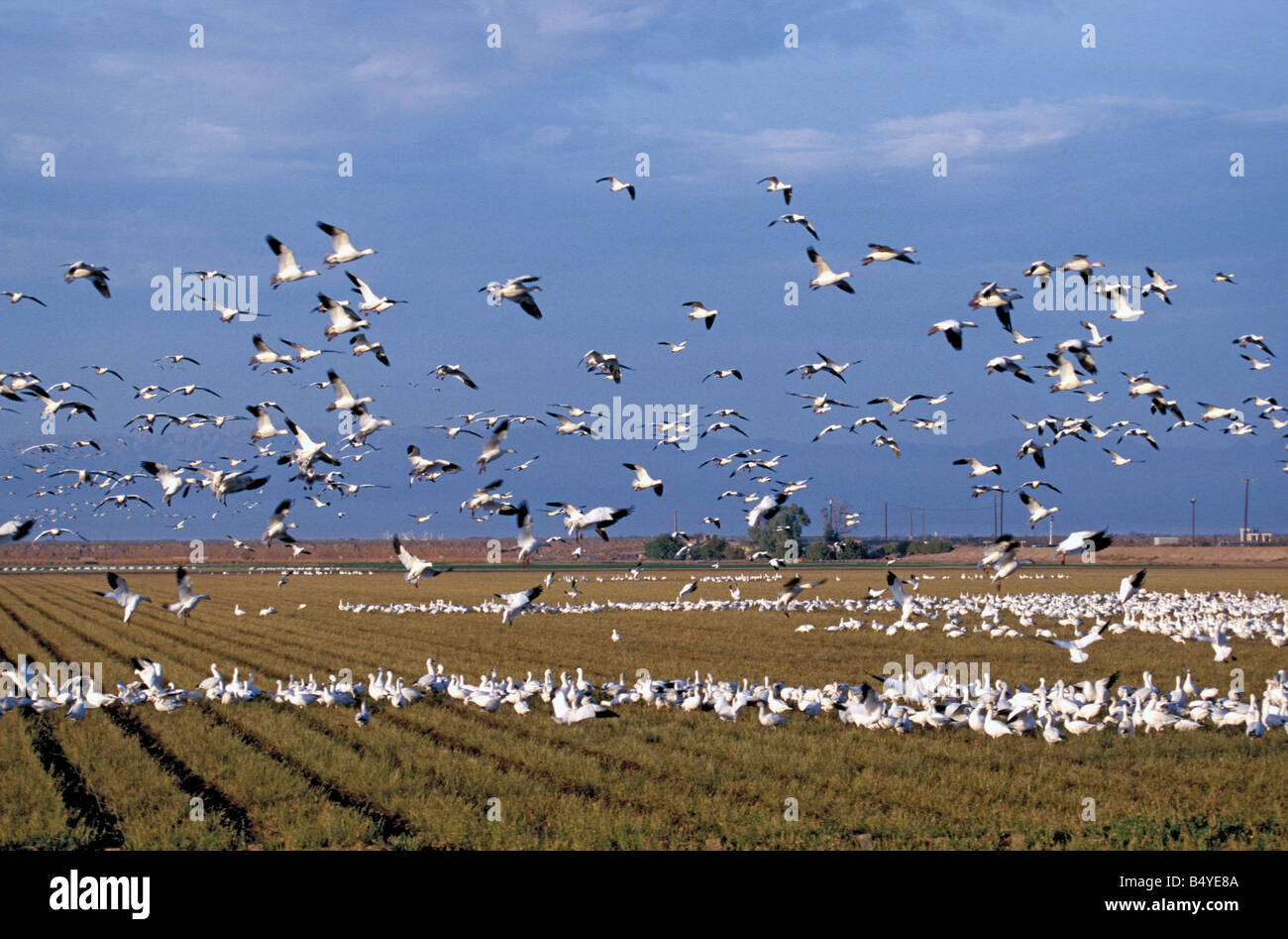 Ross' Goose Anser rossii Salton Sea National Wildlife Refuge CALIFORNIA ...
