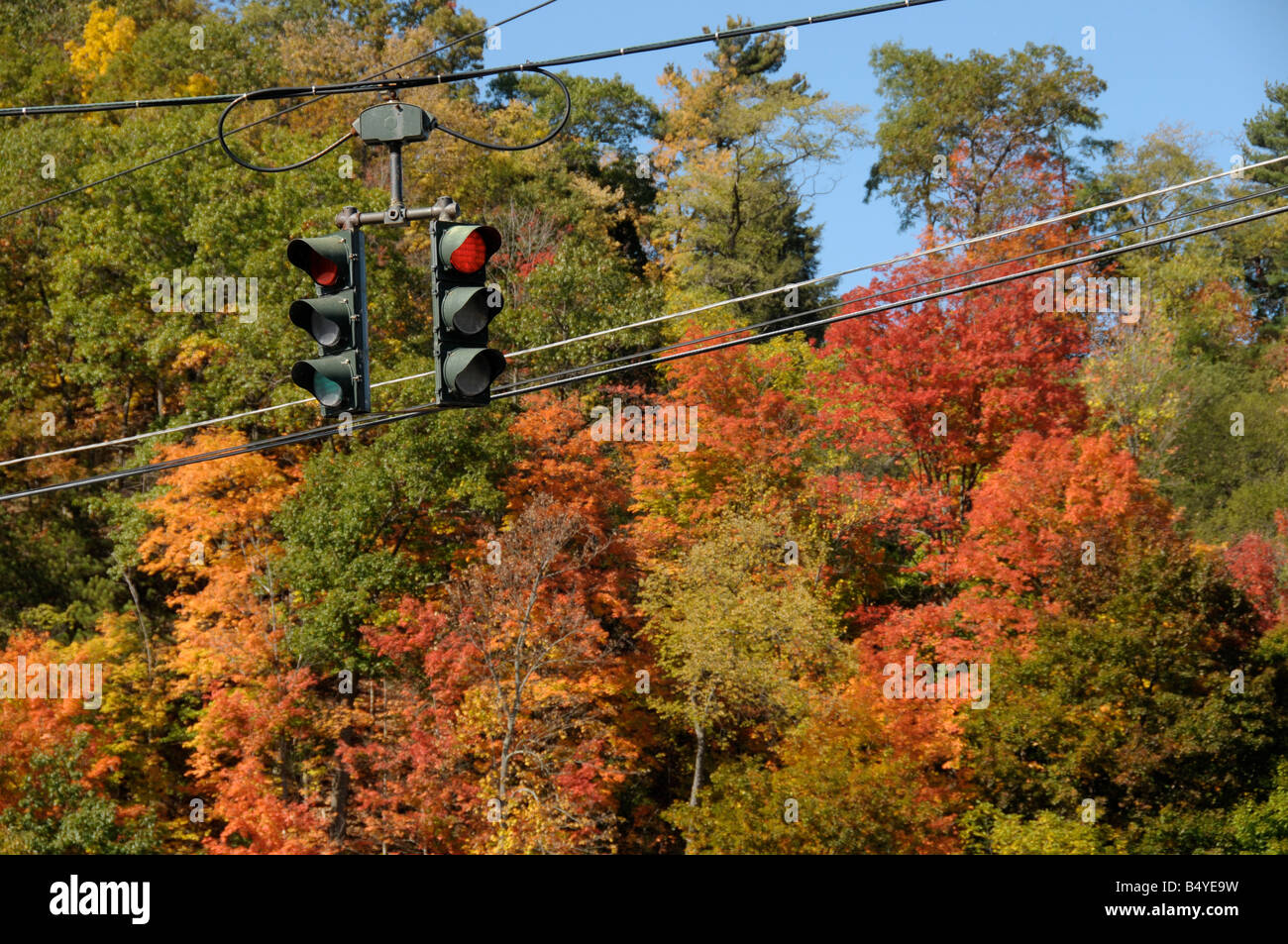 Traffic light silhouetted against fall foliage Stock Photo - Alamy