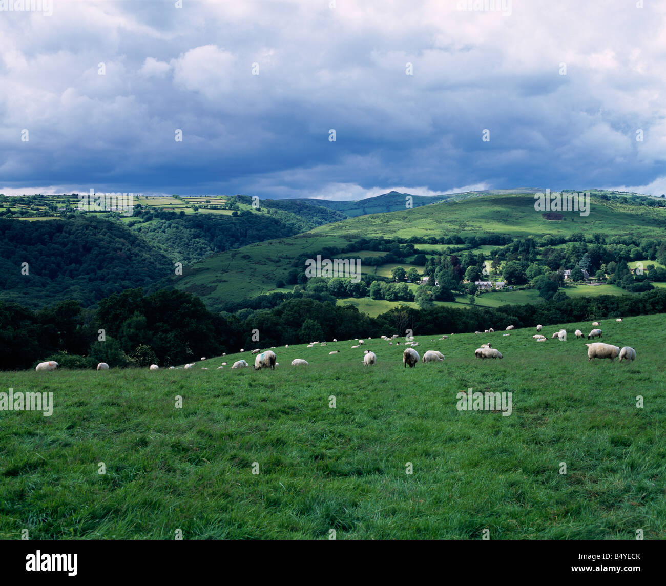 Dartmoor fields hi-res stock photography and images - Alamy