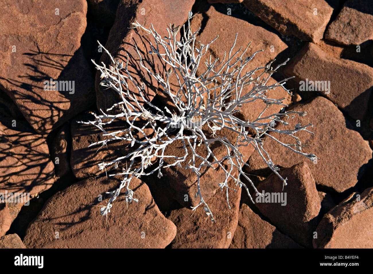 Arid plants Twyfelfontein area Damaraland Namibia Stock Photo - Alamy