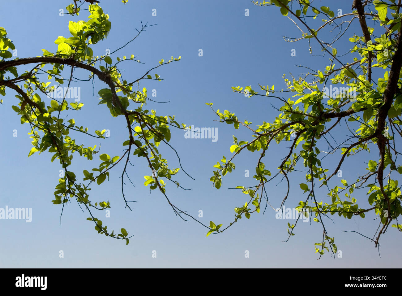 Spring season in india hi-res stock photography and images - Alamy