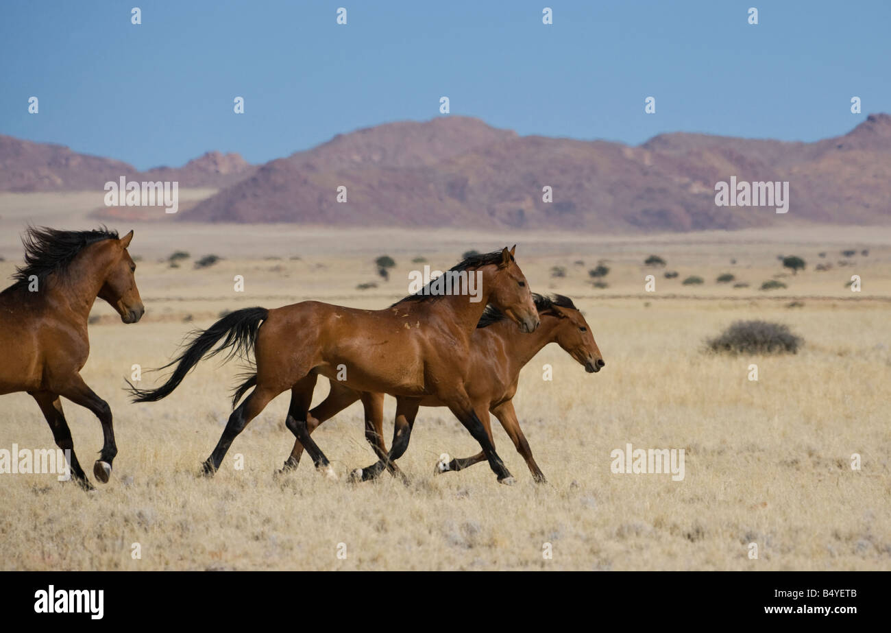 Namibia Namib desert horse wild animal Africa Stock Photo - Alamy