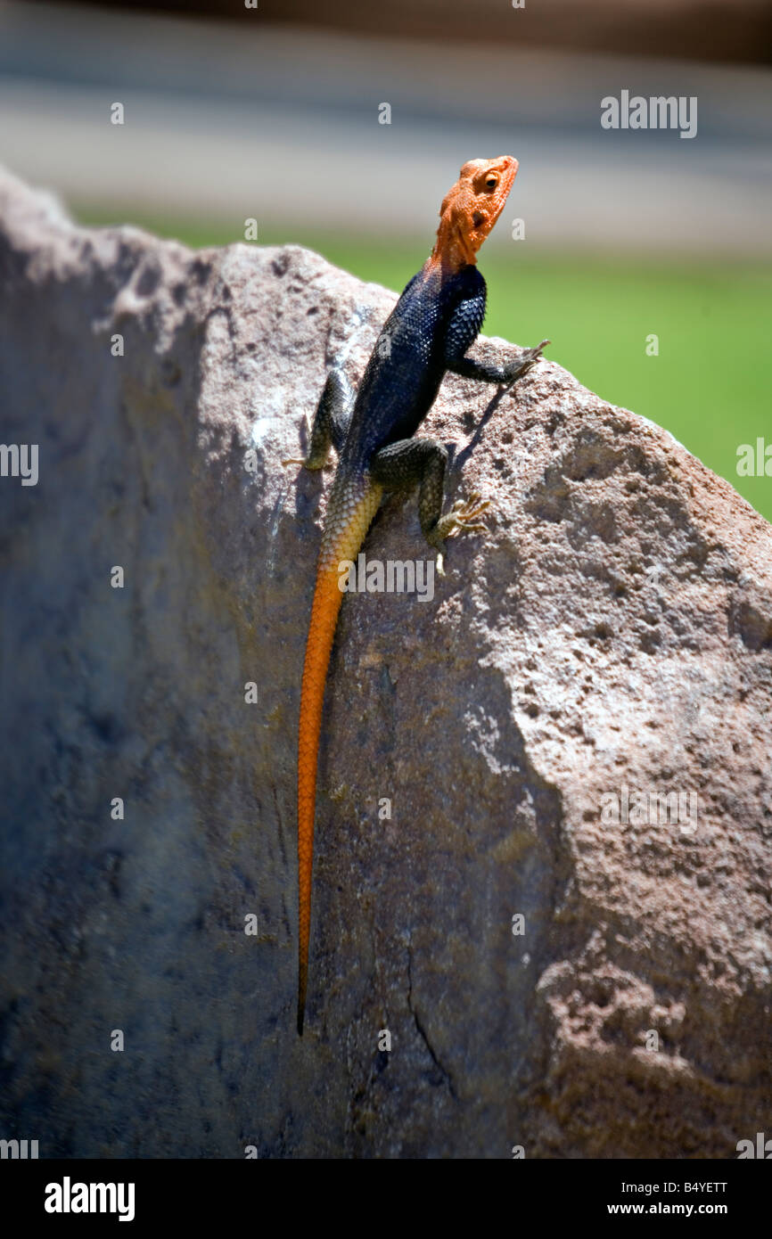 Rainbow agama lizard in closeup Stock Photo - Alamy