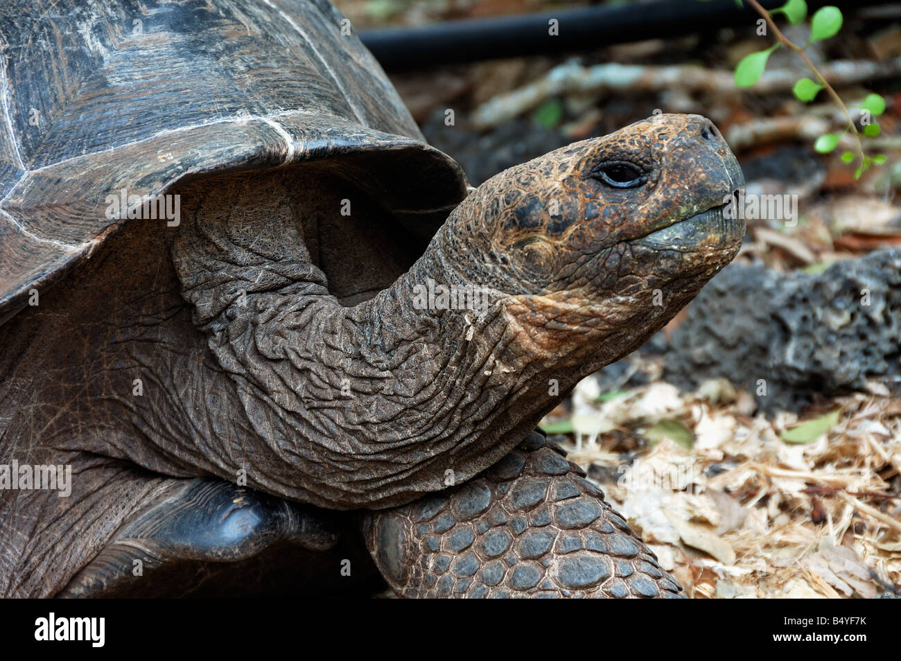 Galapagos tortoise Galapagos Islands Ecuador South America Stock Photo ...