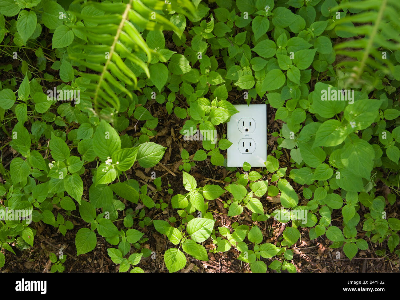 Power outlet in the floor of a forest Stock Photo - Alamy