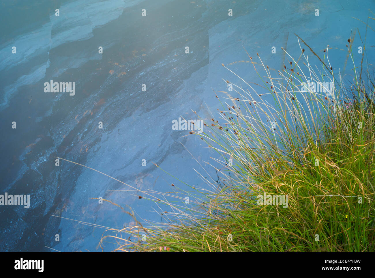 Oil patterns on water in a bog Stock Photo - Alamy