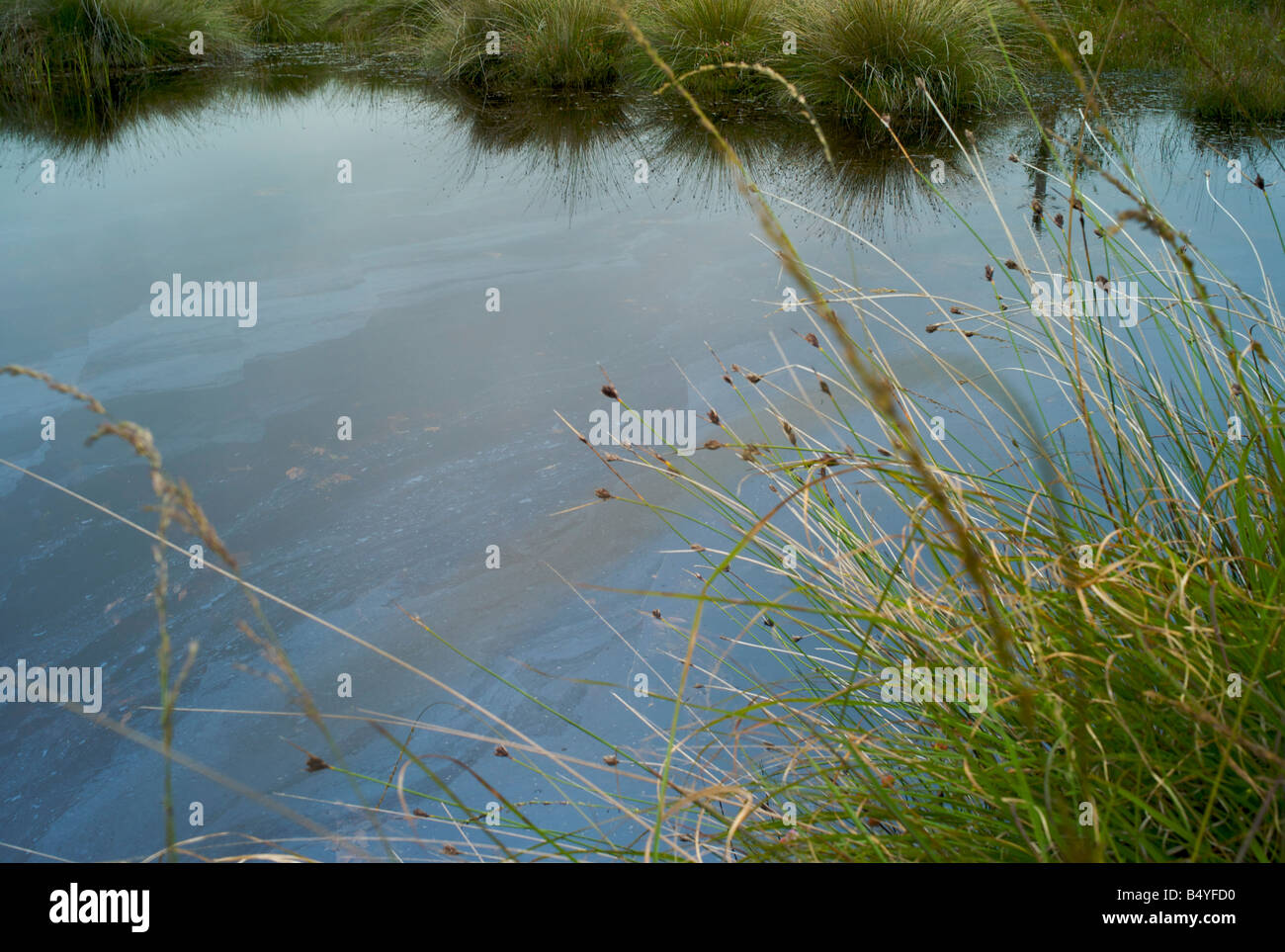 Oil patterns on water in a bog Stock Photo - Alamy