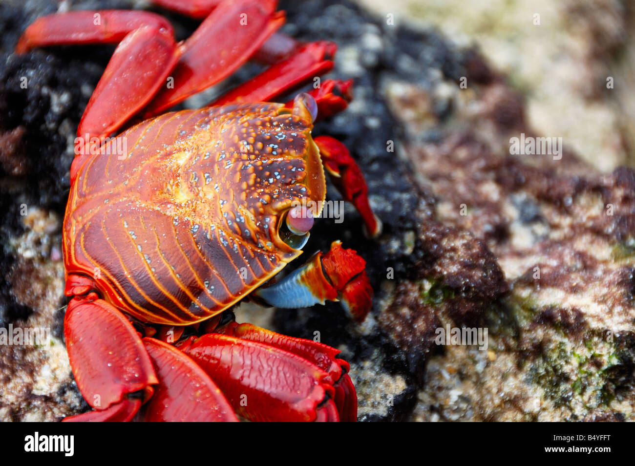Sally lightfoot crab Grapsus grapsus Galapagos Islands Ecuador South ...