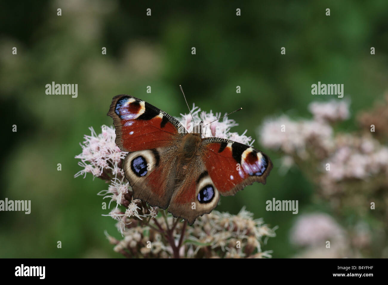 Peacock butterfly Inachis io Stock Photo - Alamy