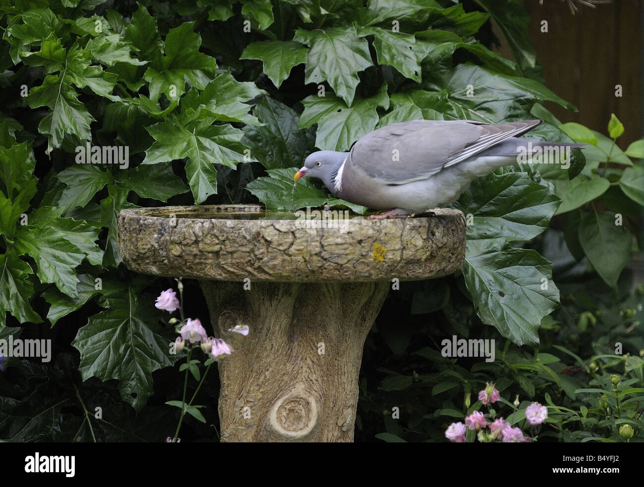 Woodpigeon on bird table Stock Photo - Alamy