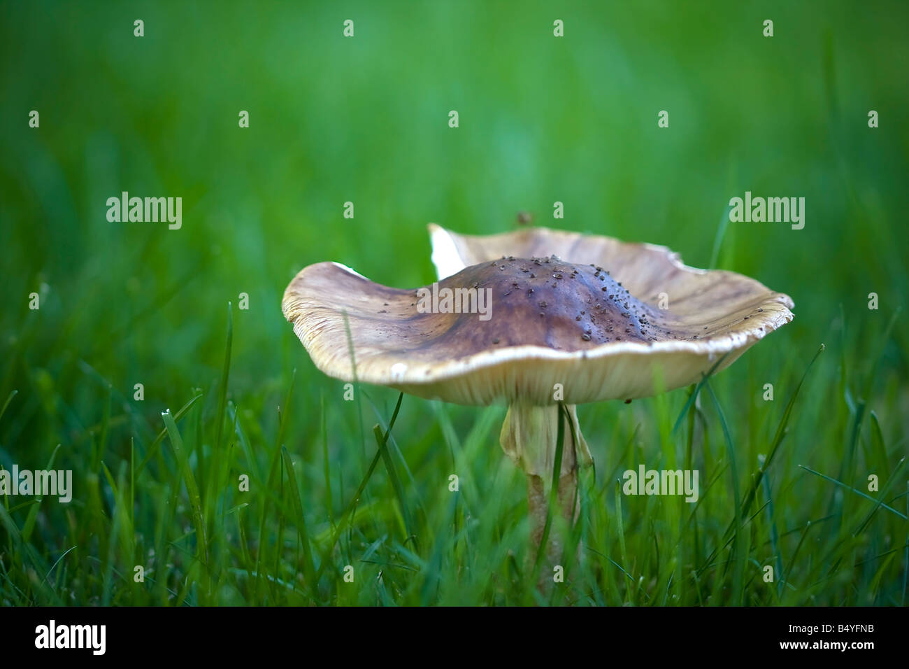 A brown toadstool fungi with shallow depth of field in green grass ...