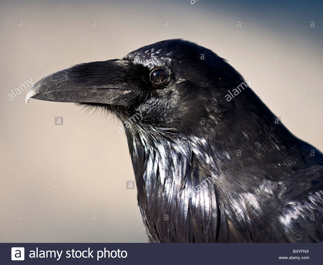 Raven Eye High Resolution Stock Photography and Images - Alamy