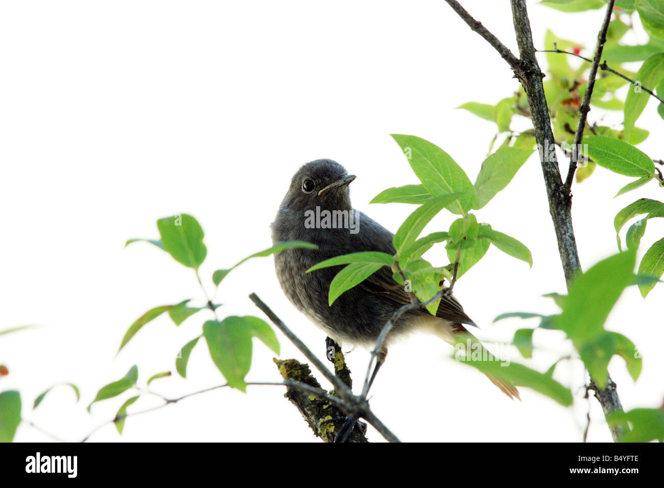 Nightingale bird flying hi-res stock photography and images - Alamy