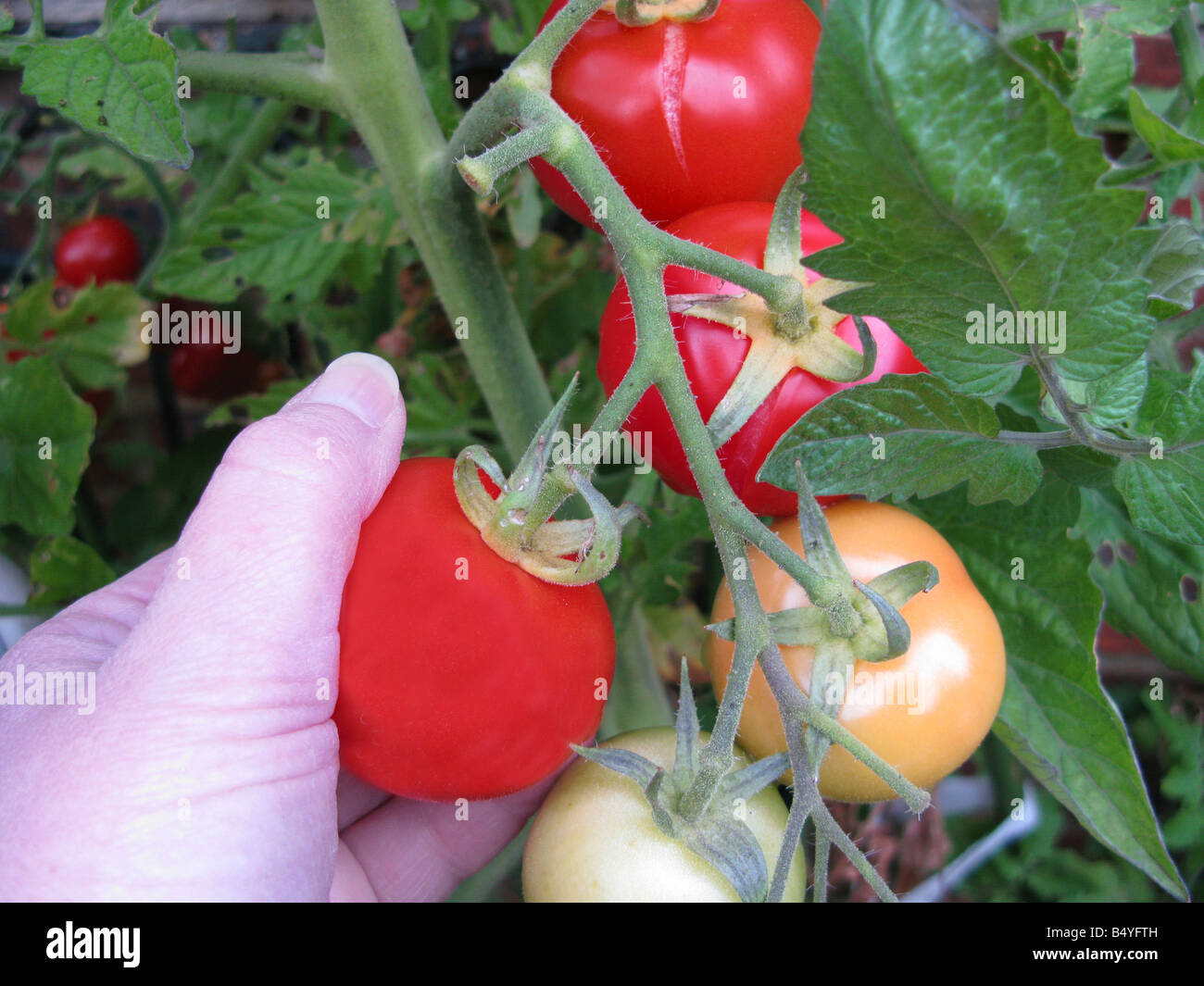Crops containers hi-res stock photography and images - Alamy