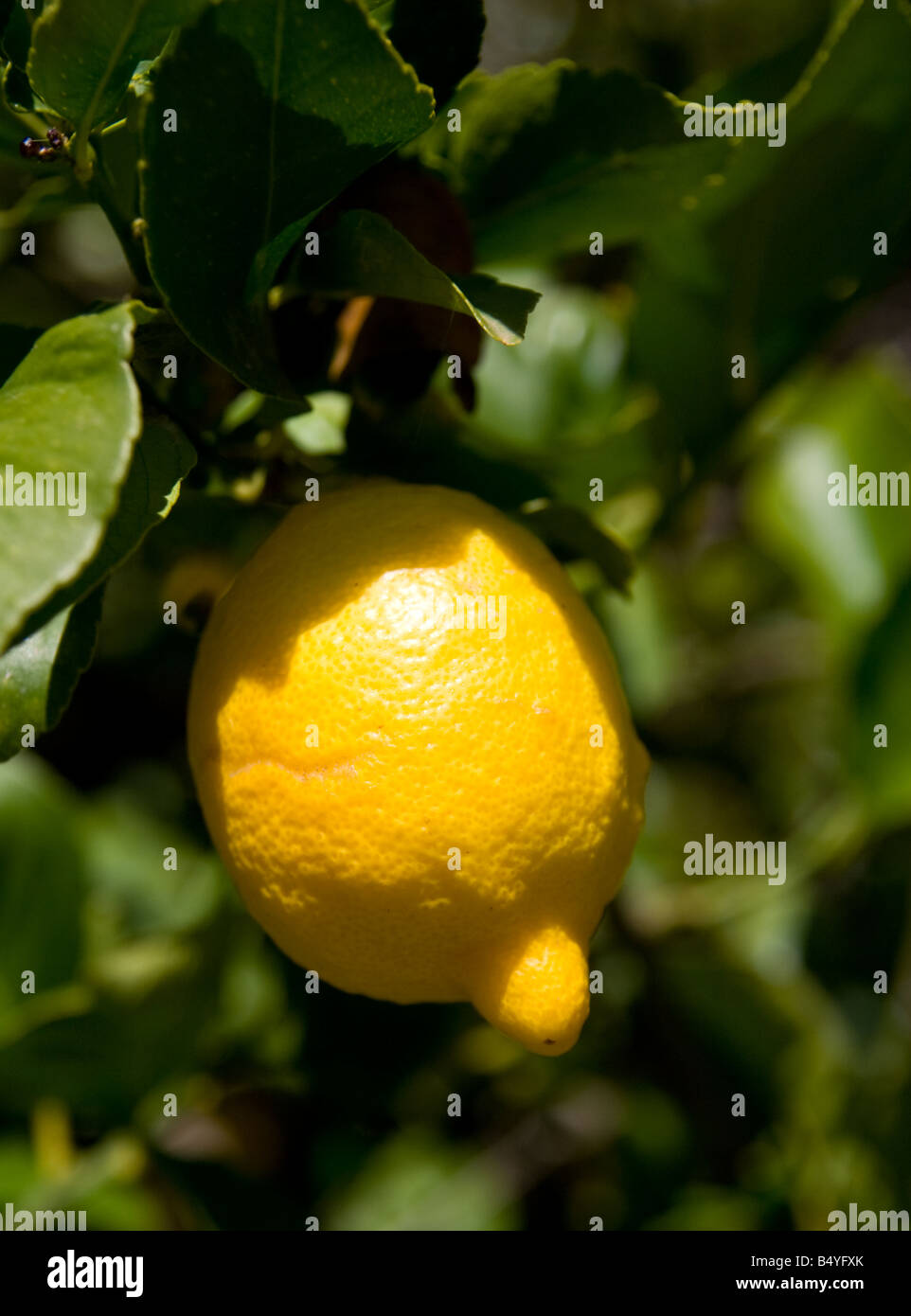 Lemon tree hi-res stock photography and images - Alamy