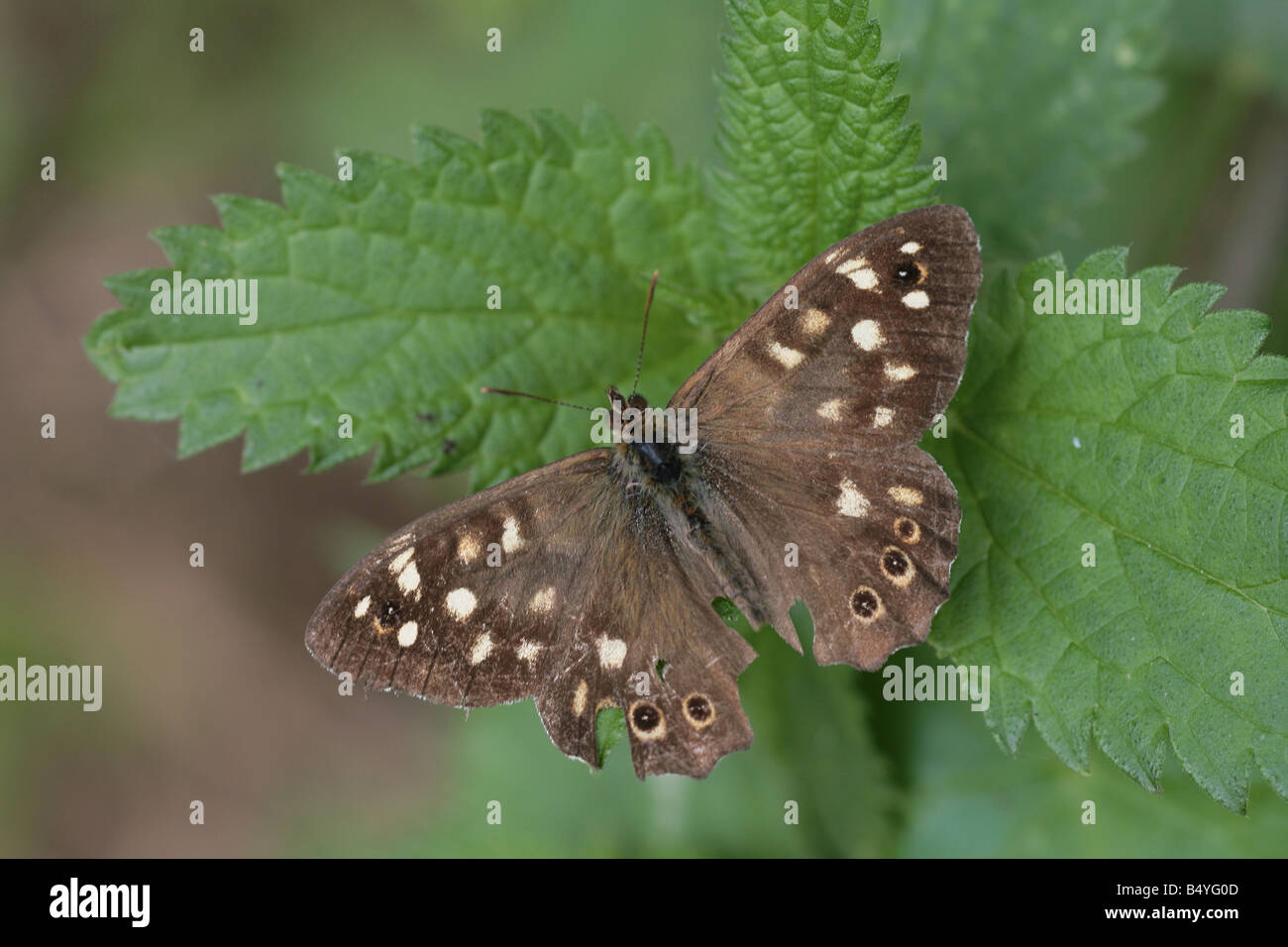Pararge at rest hi-res stock photography and images - Alamy