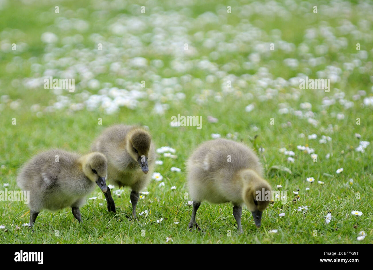 Greylag goose chicks eating in a field of daisies Stock Photo - Alamy