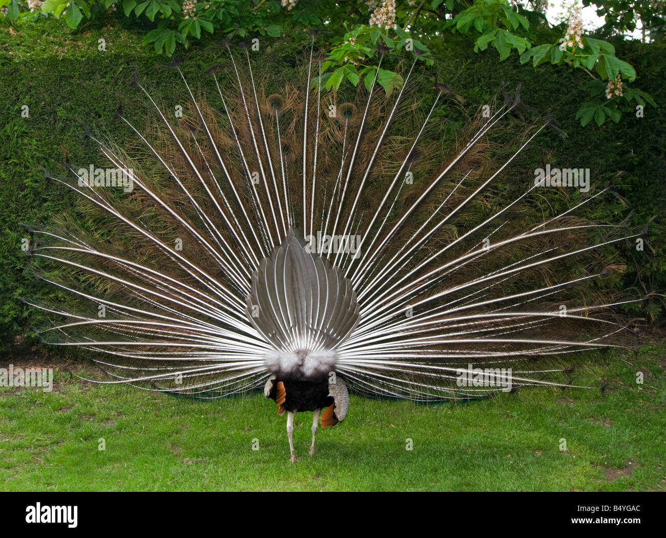 Male Indian Peacock displaying, view from the back Stock Photo - Alamy