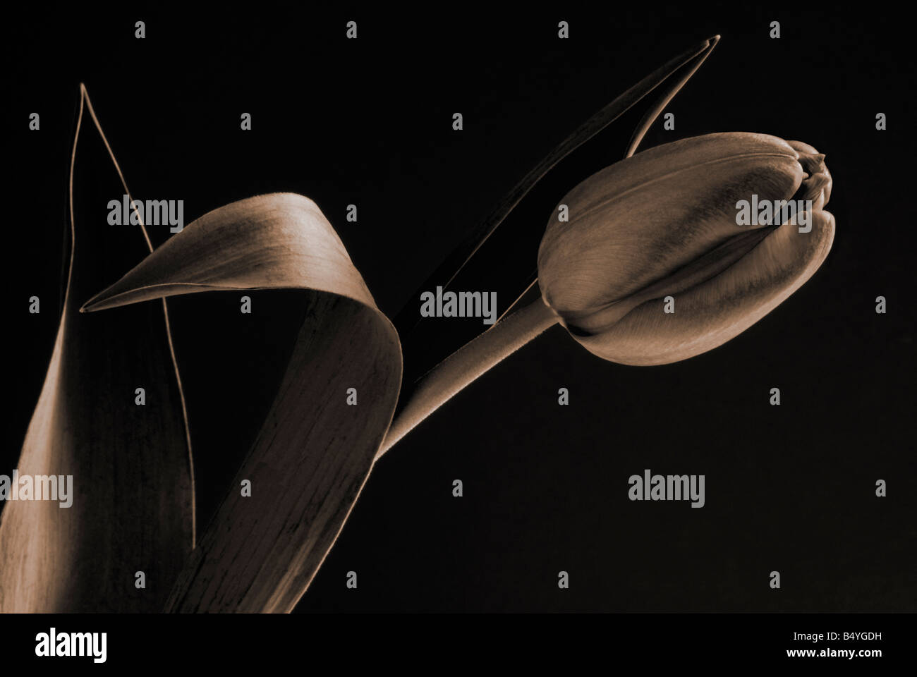 Sepia toned flower background hi-res stock photography and images - Alamy