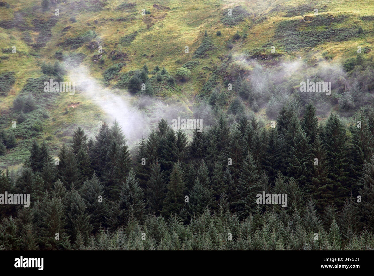 Mist on trees, Loch Eck, Argyll, Scotland, UK Stock Photo - Alamy