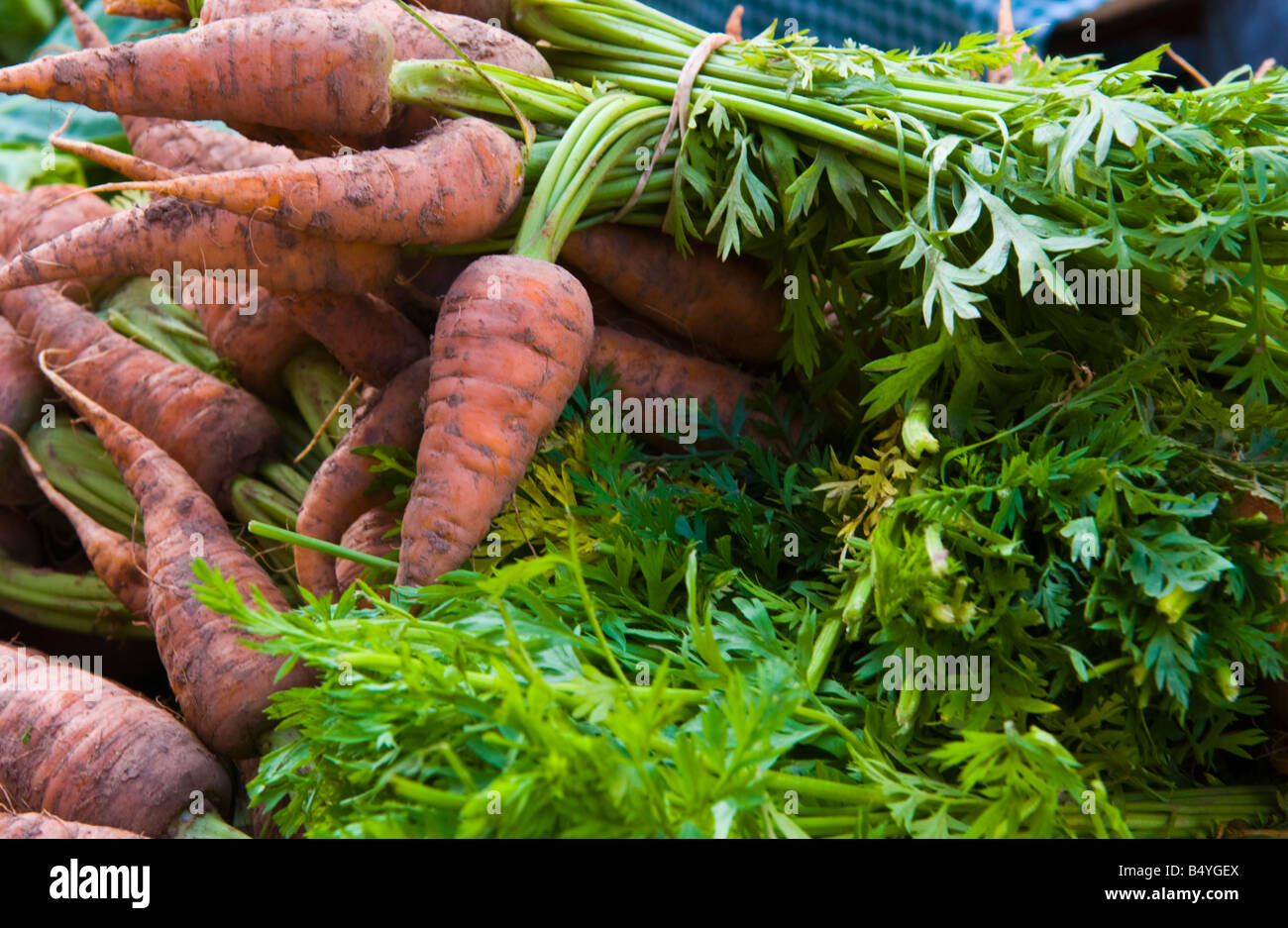 Muddy carrot hi-res stock photography and images - Alamy