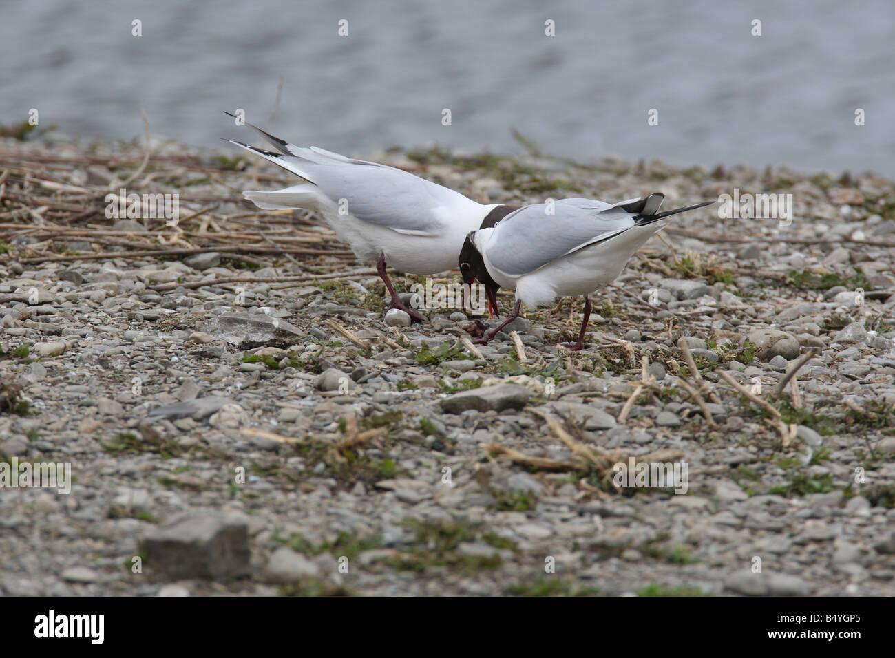 Larus ridibundus black headed gull hi-res stock photography and images ...