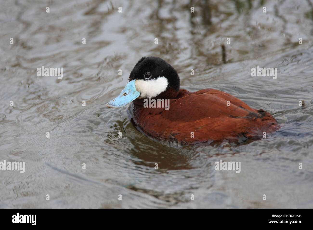 RUDDY DUCK Oxyura jamaicensis DRAKE SWIMMING SIDE VIEW Stock Photo - Alamy