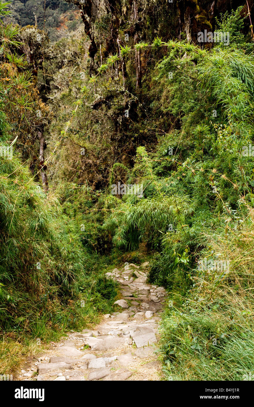 Inca Trail, Camino Inka, path through the cloud forest near Chaquiqocha ...