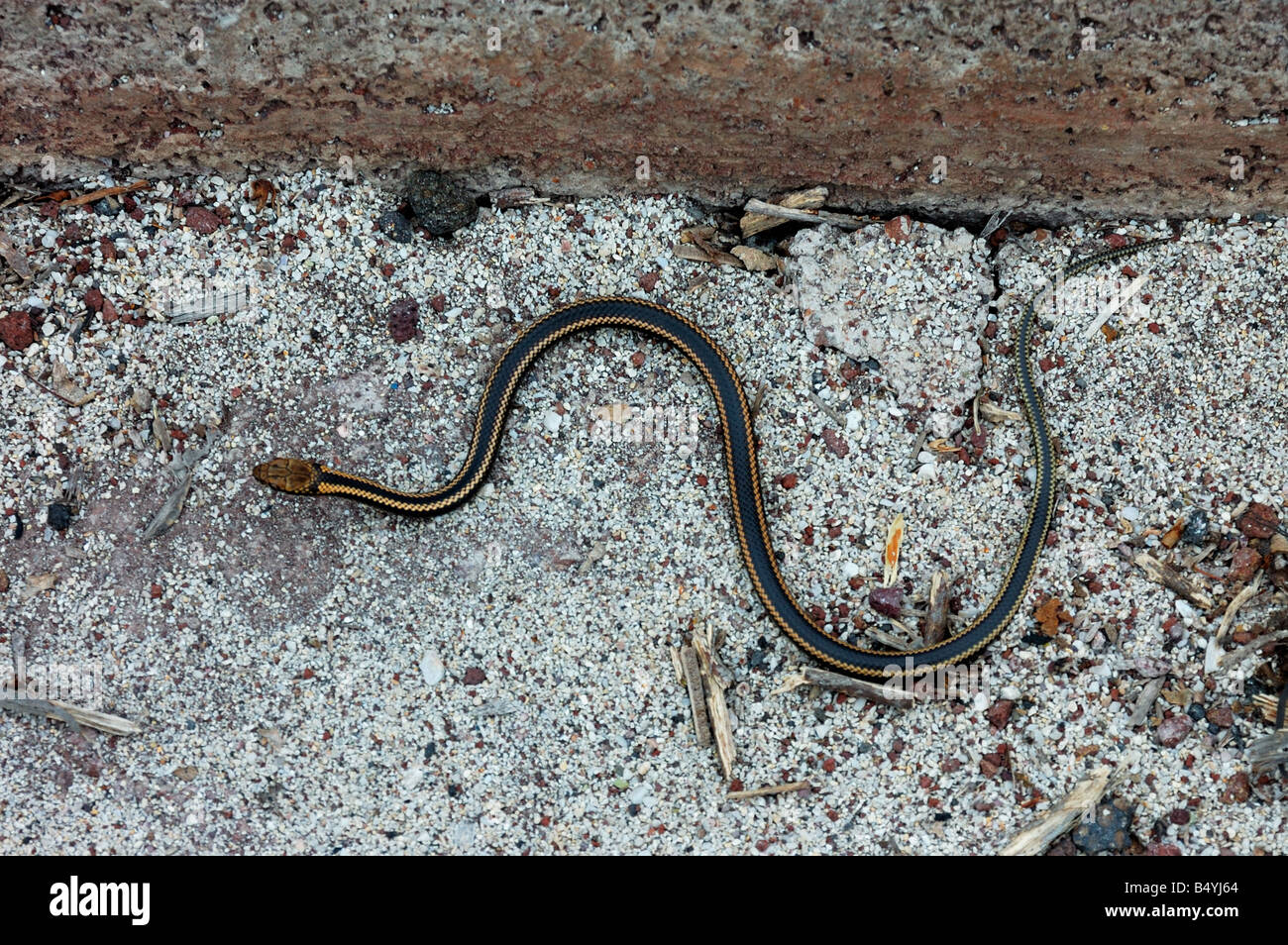 Galapagos snake hi-res stock photography and images - Alamy