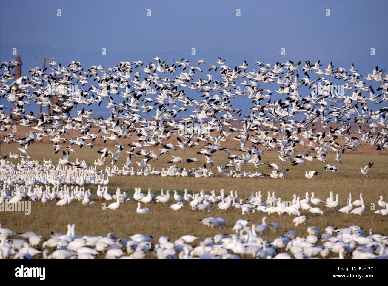 Ross' Goose Anser rossii Salton Sea National Wildlife Refuge CALIFORNIA ...
