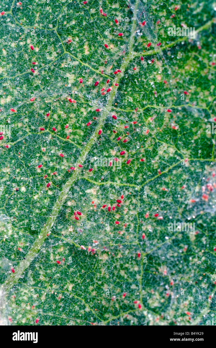 Red spider mite infestation tetranychus hi-res stock photography and ...