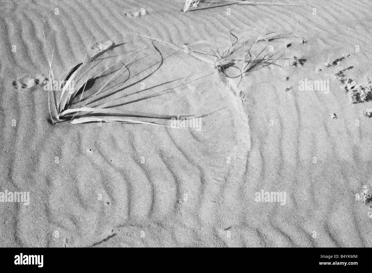 Marram Grass in the sand Stock Photo - Alamy