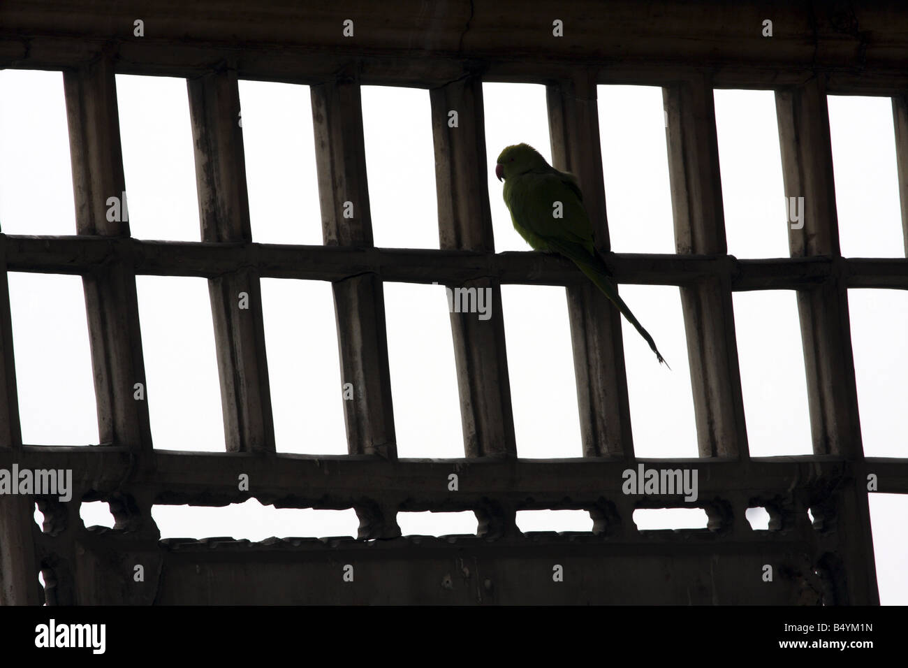 Parrot window frame hi-res stock photography and images - Alamy