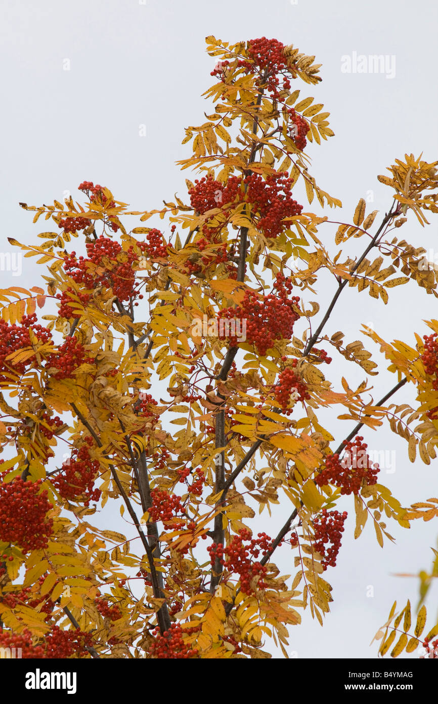 Winter berries landscapes hi-res stock photography and images - Alamy