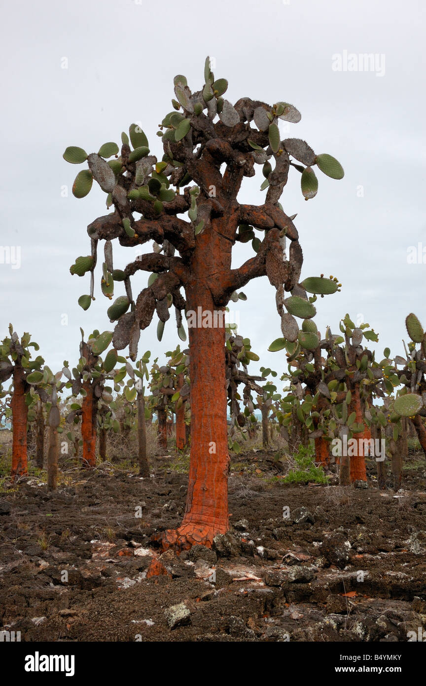Cactus tree Galapagos Islands Ecuador South America Stock Photo - Alamy