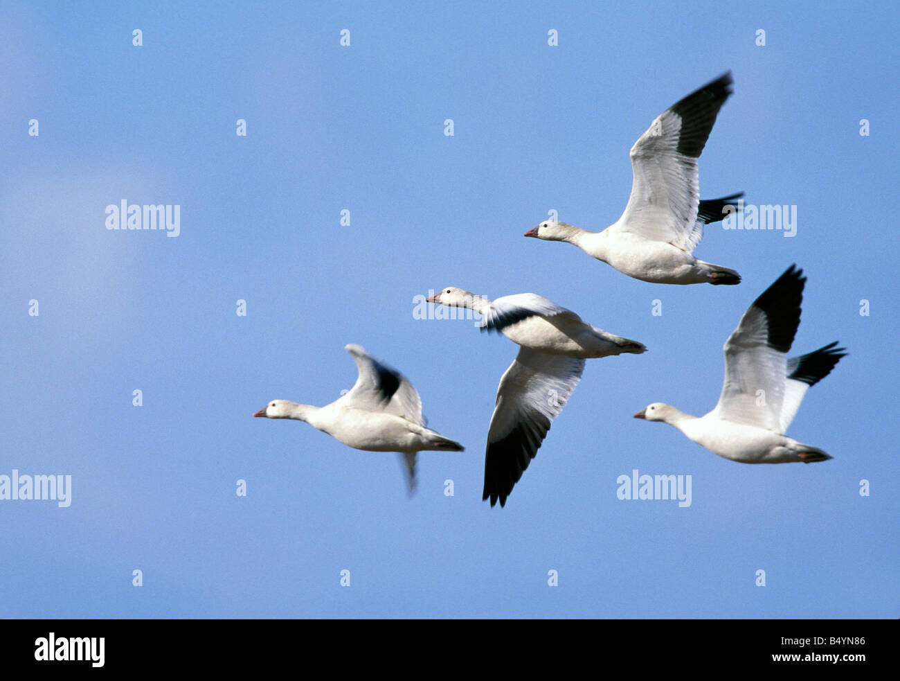 Ross' Goose Anser rossii Salton Sea National Wildlife Refuge CALIFORNIA ...