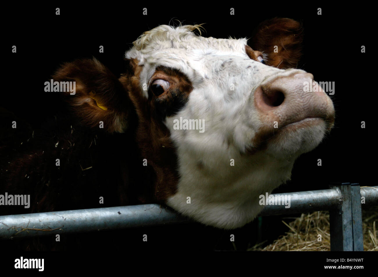 A cow peers over the gate at Mill House Animal Sanctuary, Mayfield Road ...